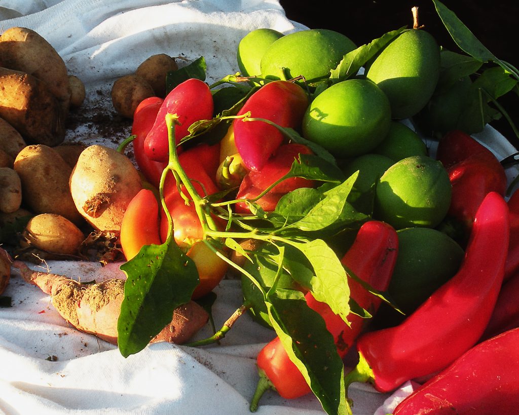 Farming | Common Ground Ecovillage