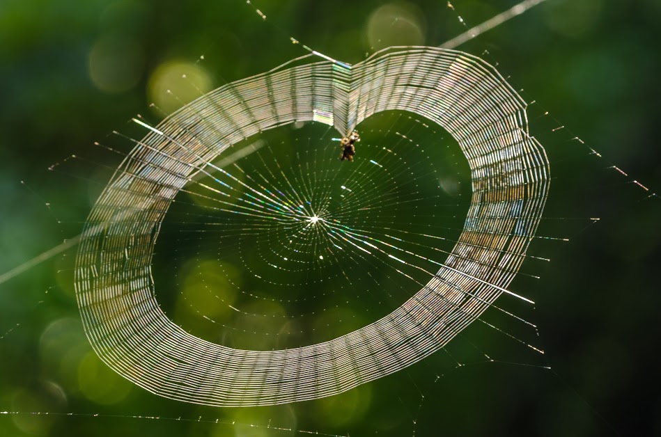 Who is involved | Common Ground Ecovillage