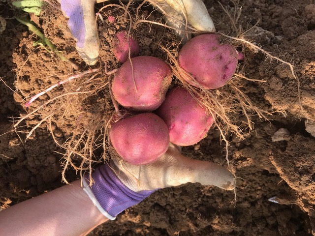 Harvesting Potatoes: Gleaning Knowledge Along the Way | Common Ground ...