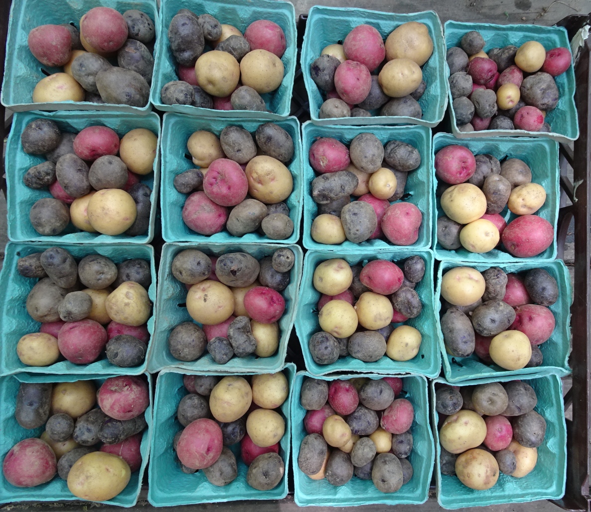 Harvesting Potatoes: Gleaning Knowledge Along the Way | Common Ground ...