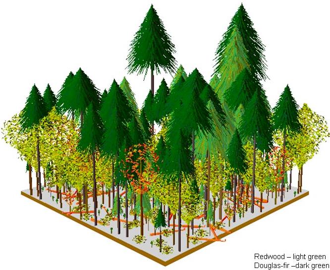 Our Forests, Our Future: the ForestHer Initiative | Common Ground ...